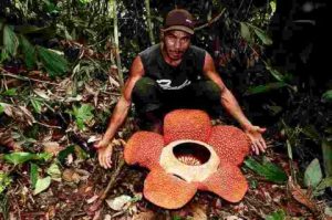Bunga Rafflesia Arnoldi: Sejarah, Habitat dan Keistimewaannya - Edumaster