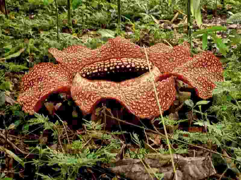 Bunga Rafflesia Arnoldi: Sejarah, Habitat dan Keistimewaannya - Edumaster
