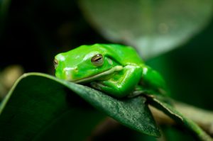 Mengenal Metamorfosis Katak : Pengertian, Faktor yang Mempengaruhi ...